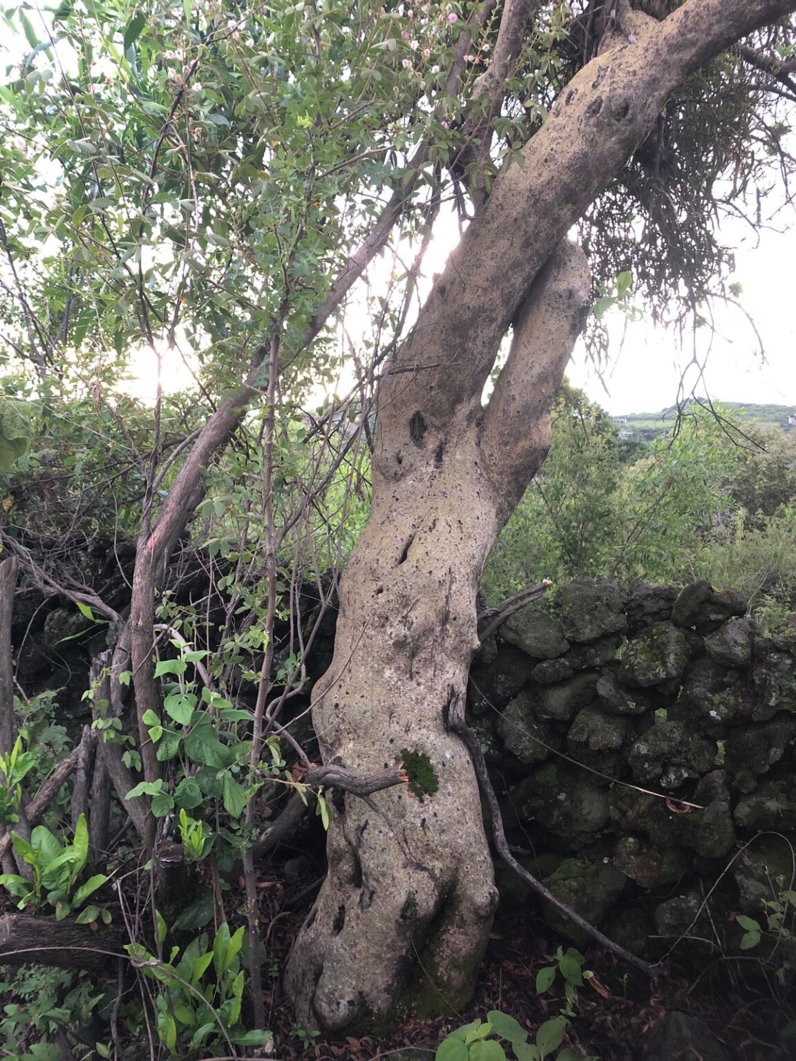 Cazahuate, un árbol perfecto para practicar el azoro
