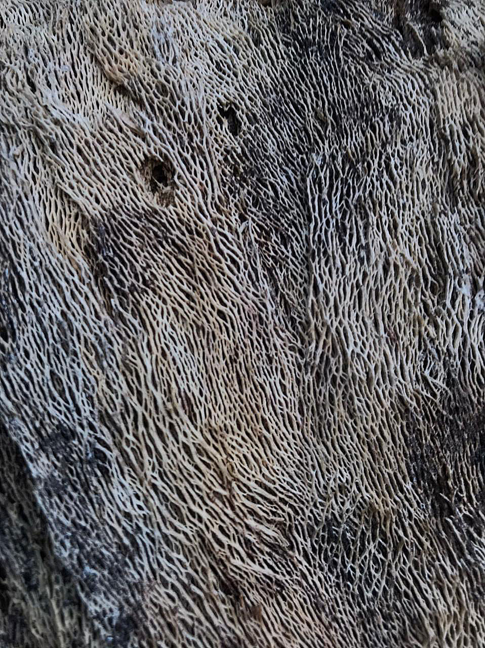 Cazahuate, un árbol perfecto para practicar el azoro