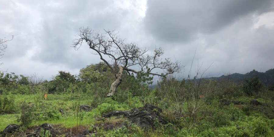 Cazahuate, un árbol perfecto para practicar el azoro - La Tepozteca