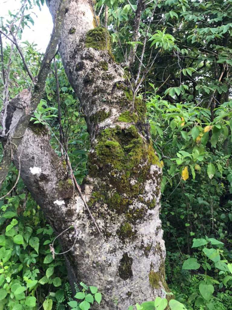 Cazahuate, un árbol perfecto para practicar el azoro