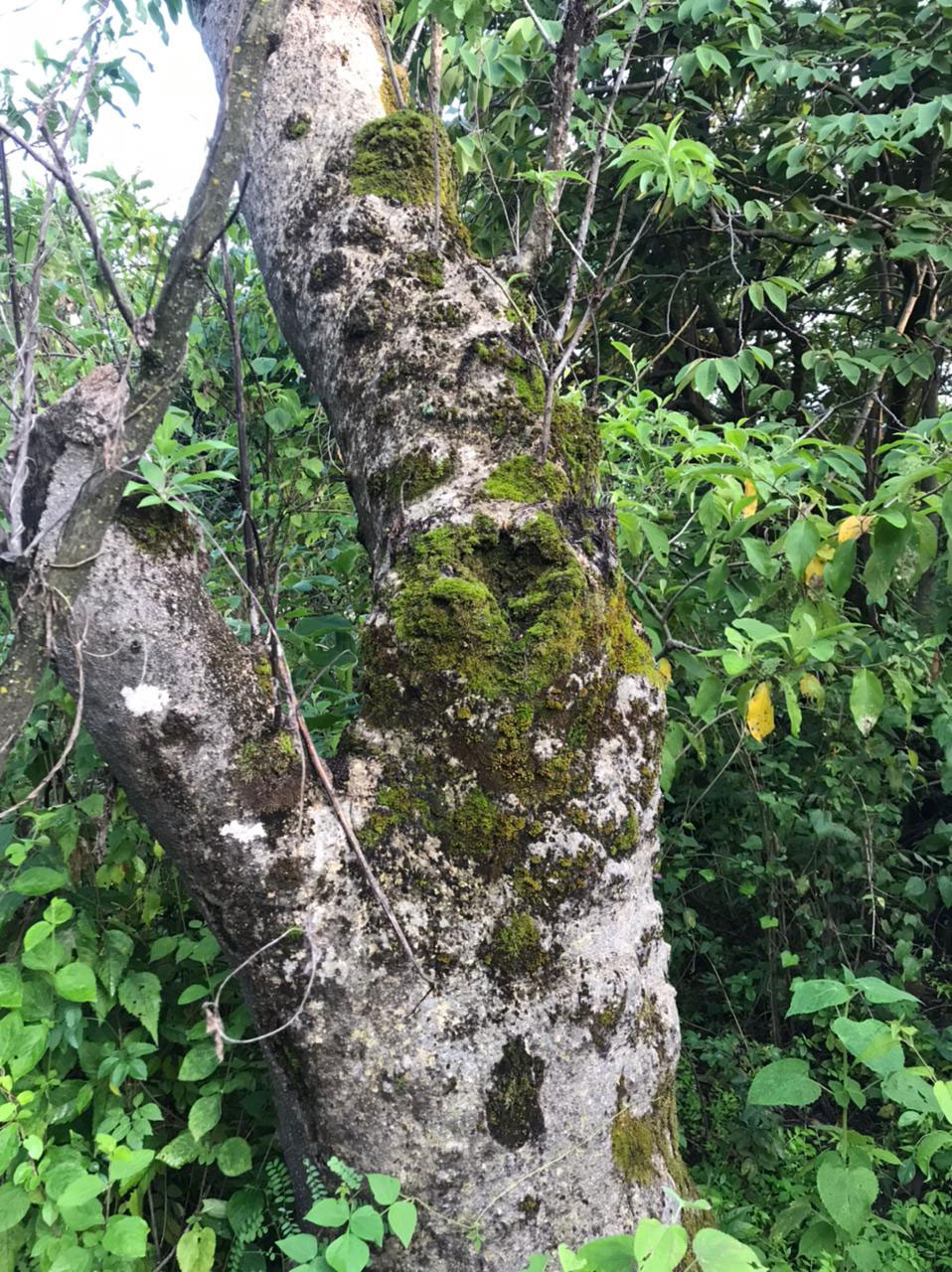 Cazahuate, un árbol perfecto para practicar el azoro