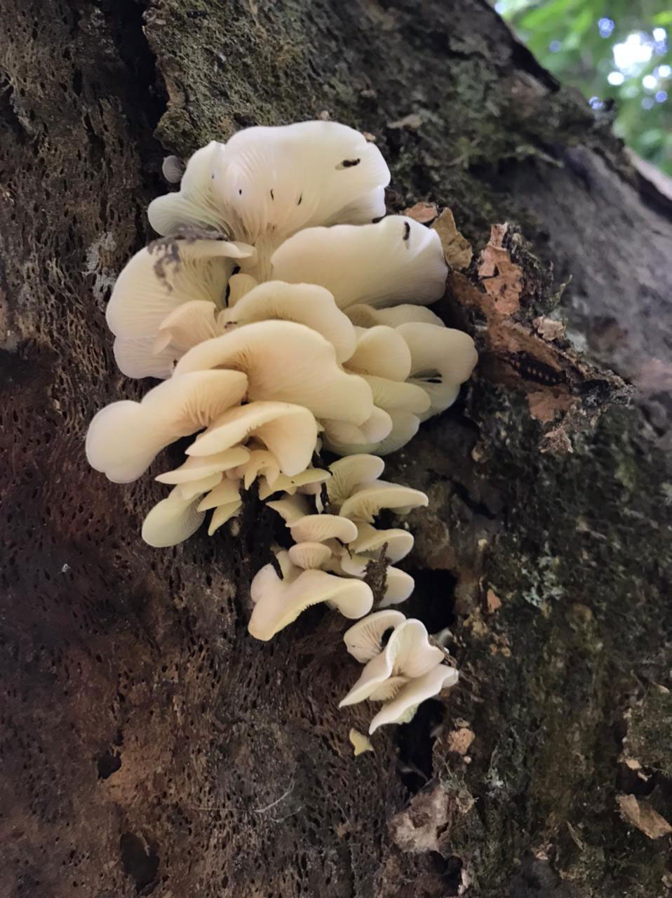 Cazahuate, un árbol perfecto para practicar el azoro