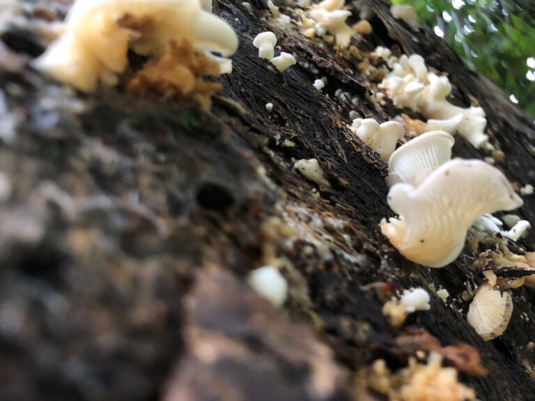 Cazahuate, un árbol perfecto para practicar el azoro