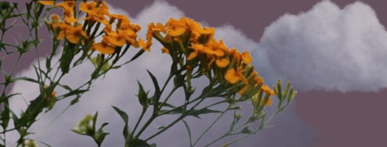 Cruz de pericón: la forma y aroma que nos protege