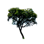 Los árboles nativos de Tepoztlán: un pequeño catálogo