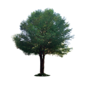 Los árboles nativos de Tepoztlán: un pequeño catálogo