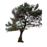 Los árboles nativos de Tepoztlán: un pequeño catálogo