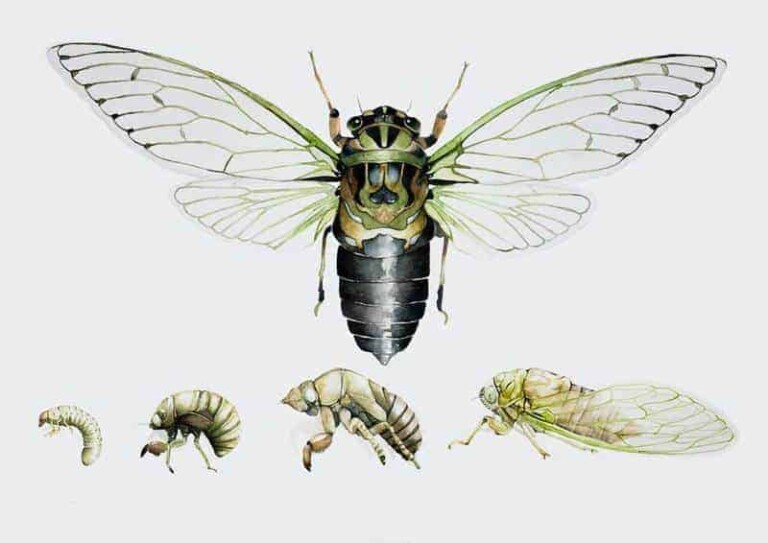 Las chicharras y su canto